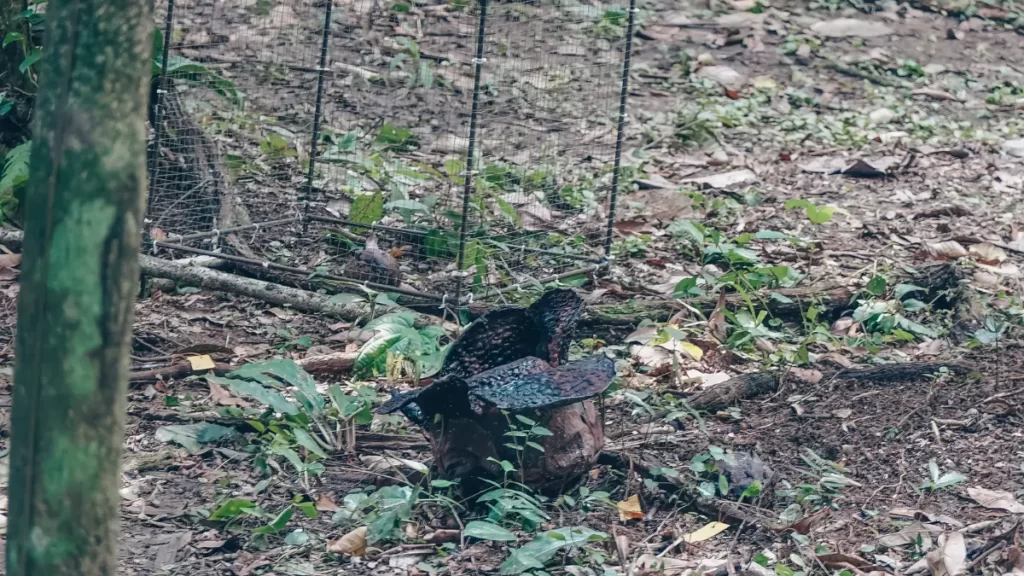 Melihat Bunga Rafflesia arnoldii di Kebun Raya Bogor